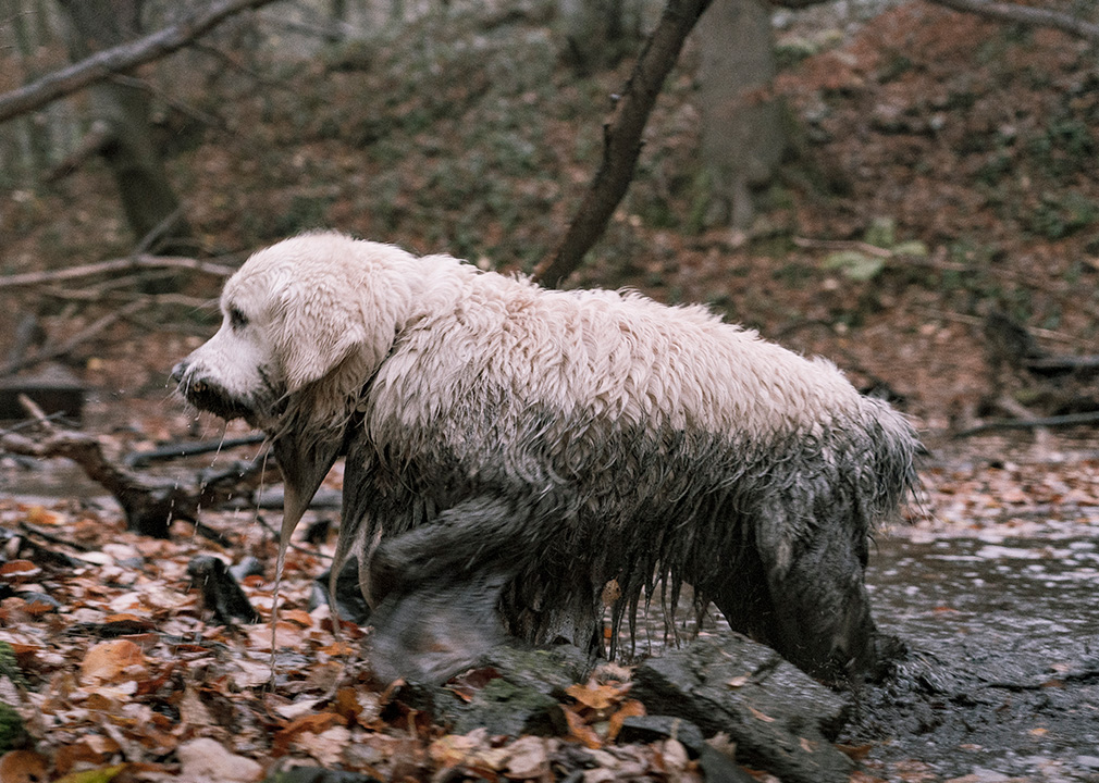 Muddy Dogs | Jeep® News | Jeep® UK